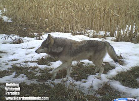 Wolves in Illinois