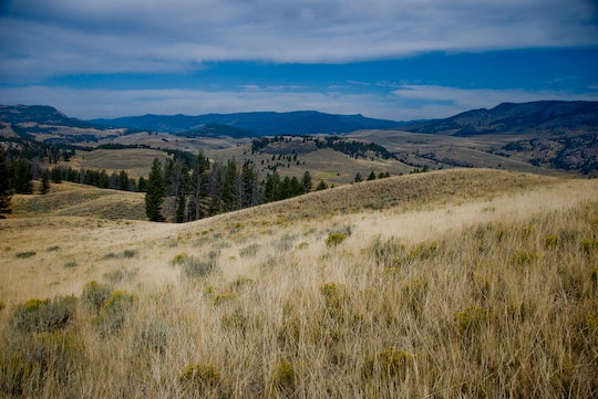 Yellowstone National Park: Specimen Ridge