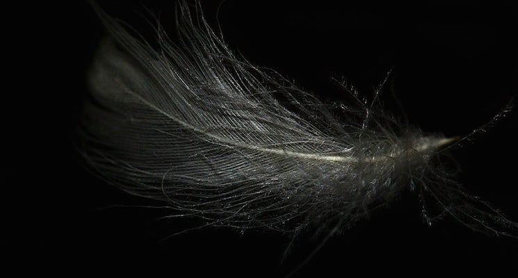 Duck Down vs. Goose Down