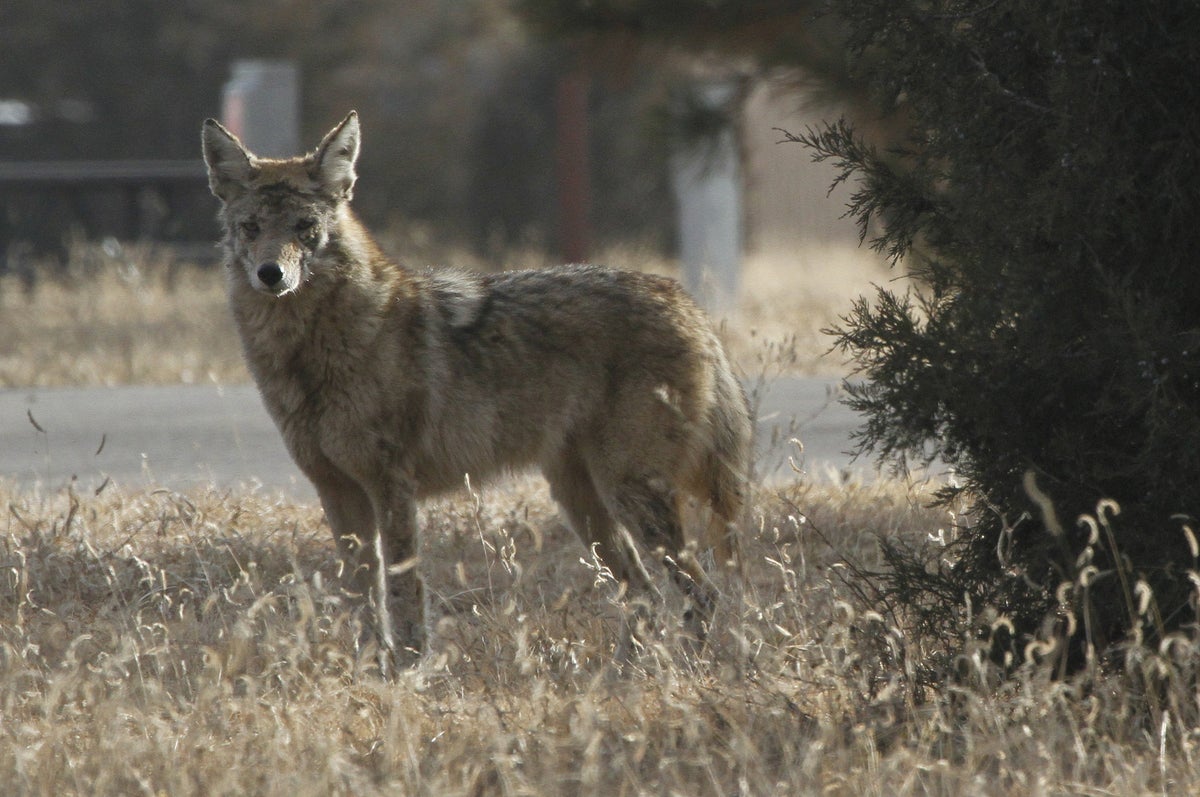 "Zombie Coyotes" Spotted In Chicago Suburbs
