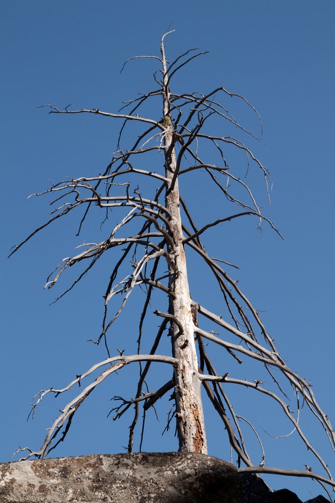 Record Number of Dead Trees at Yosemite
