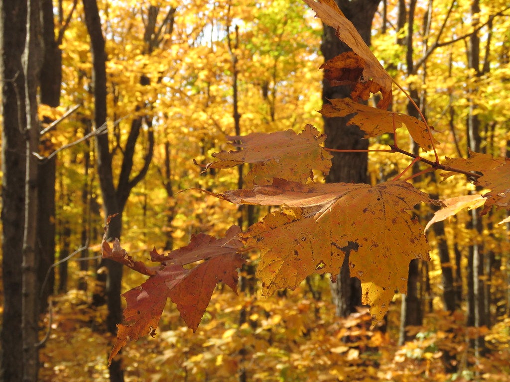 Fiery Gizzard Trail | Tennessee Hiking Trails