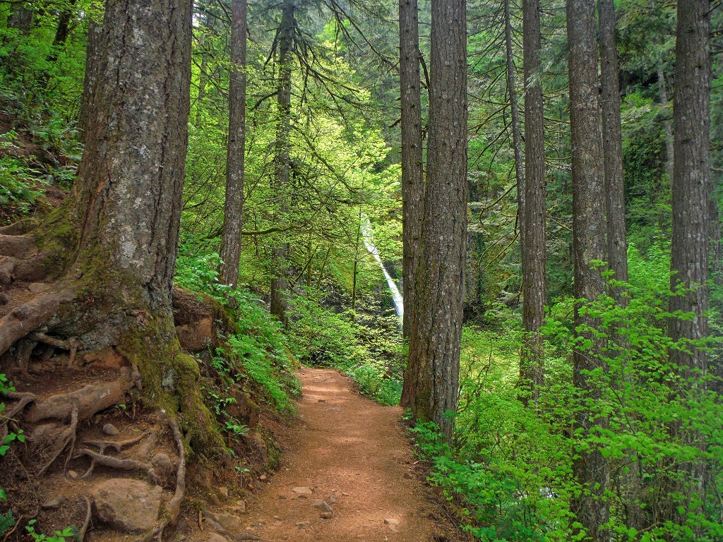 The Pacific Northwest Closed all Forest Service Trails. Here's Why.