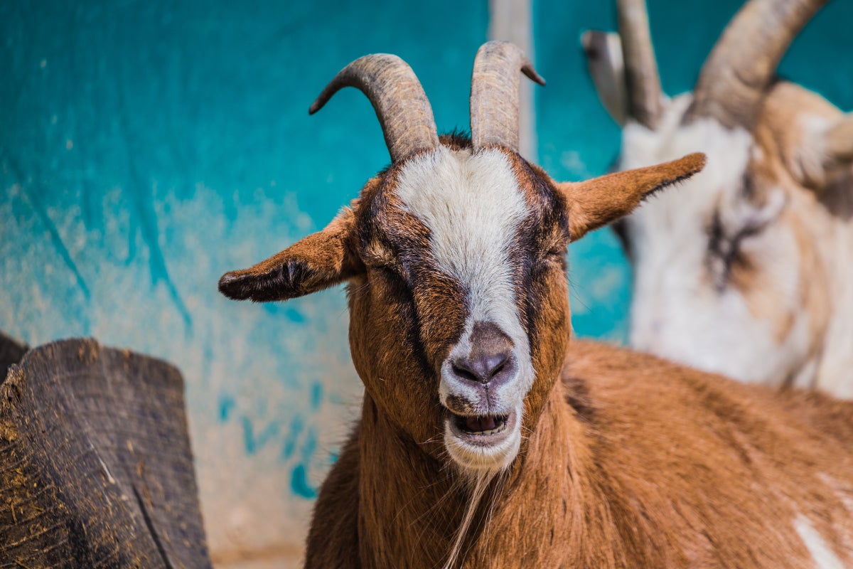 Want to Lighten Your Load? Hike With a Goat. - Backpacker