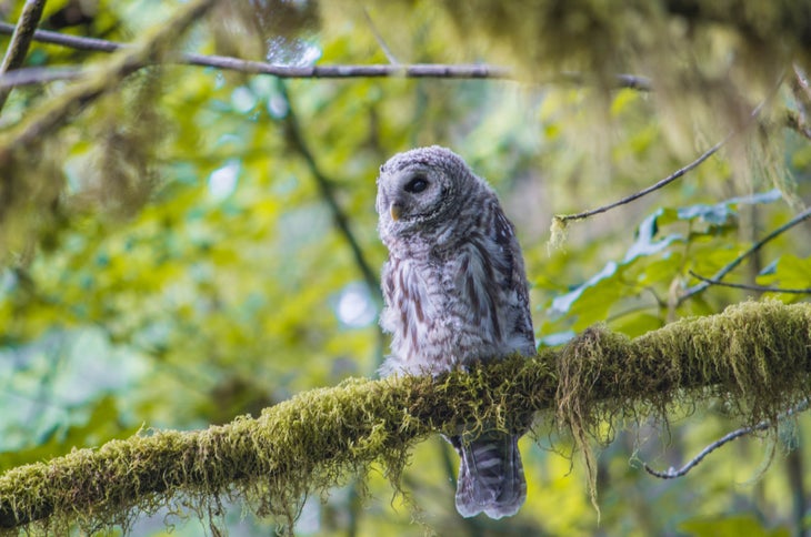The Hoh Rainforest is One of America's Rainiest—and Greatest—Hikes ...
