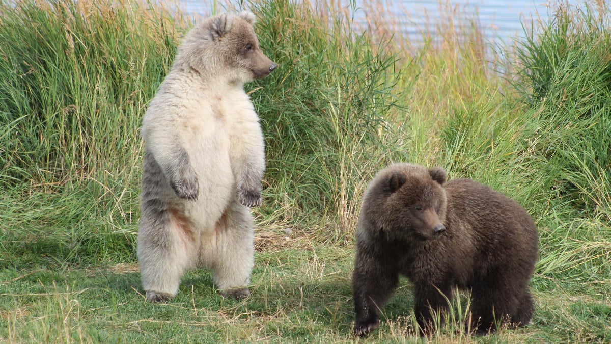 Fat Bear Junior Contest Will Kick Off Fat Bear Week - Backpacker