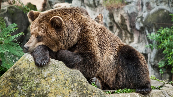 Bear Hibernation: The Science of Our Furry Neighbors' Winter Naps ...