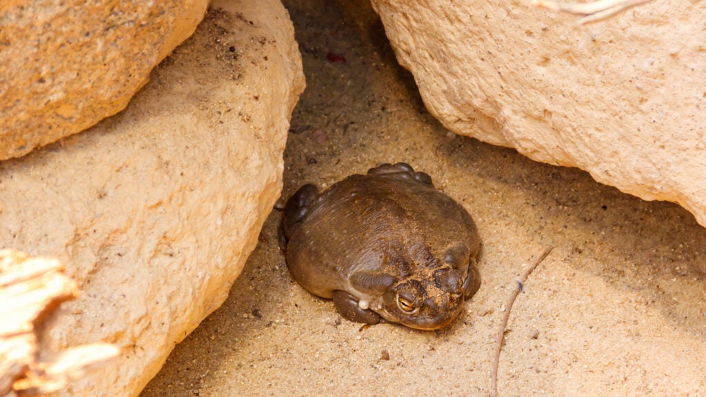 NPS to Visitors: Please Stop Licking Our Toads to Get High - Backpacker