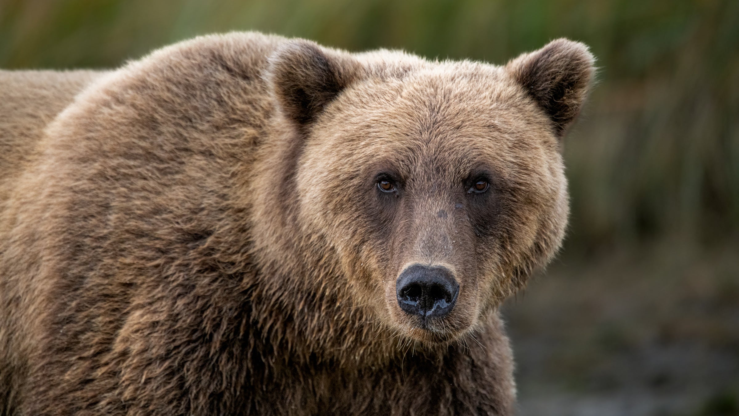 Eleven Injured, Two Critically, in Grizzly Bear Attack on School Group ...
