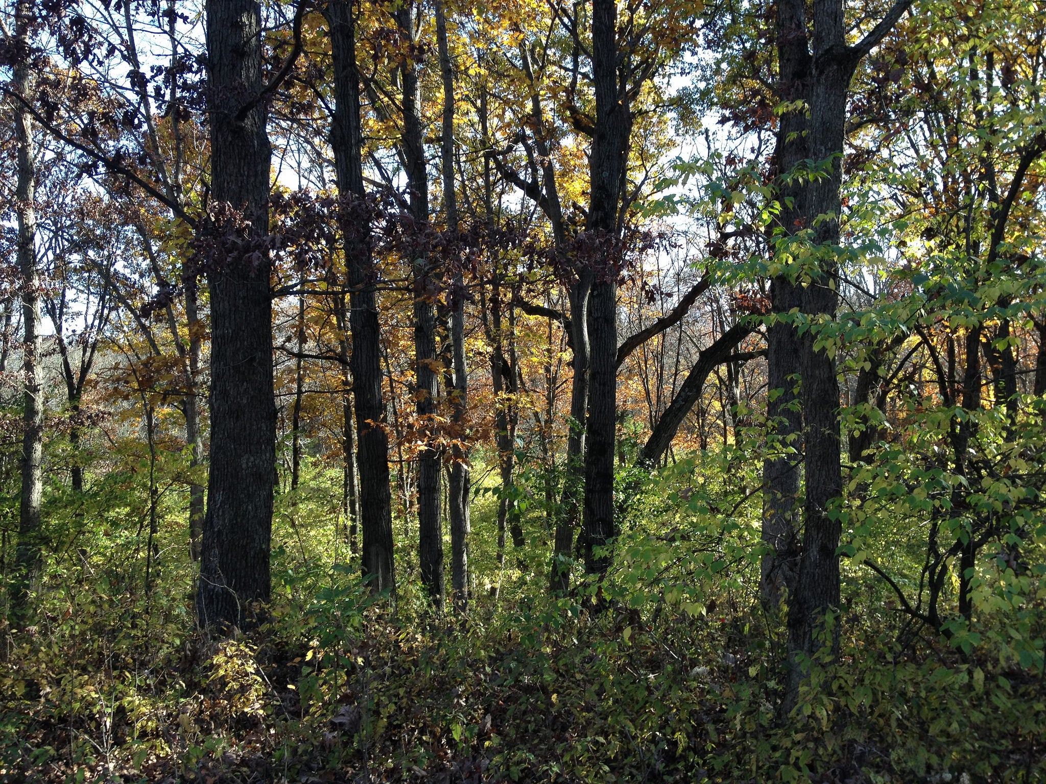 Chicago: Red Gate Woods - West Loop