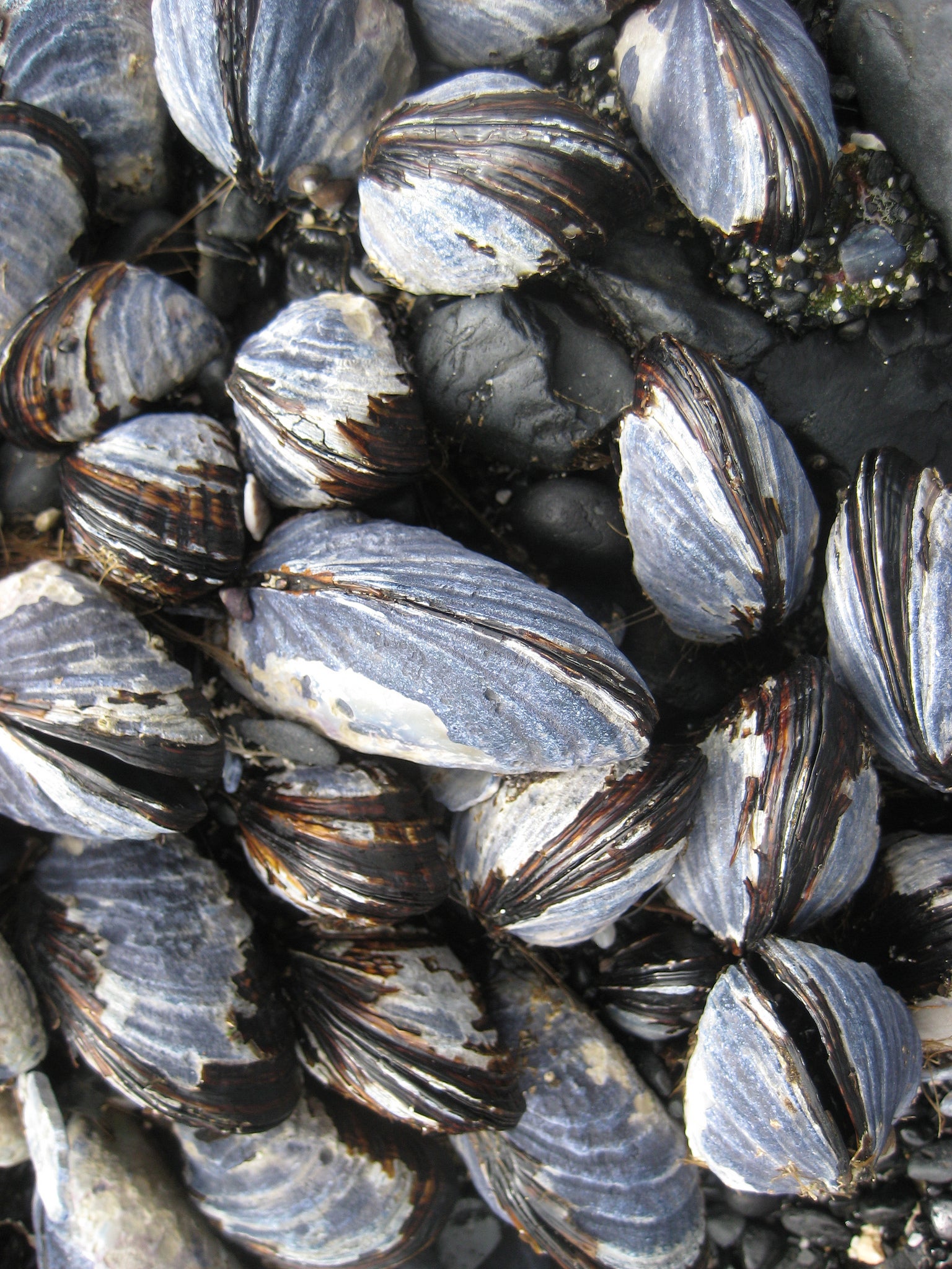 Country's First Offshore Shellfish Ranch Opens in LA County